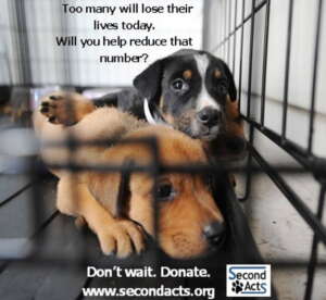 Second Acts Animal Rescue