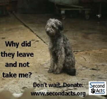 Second Acts Animal Rescue