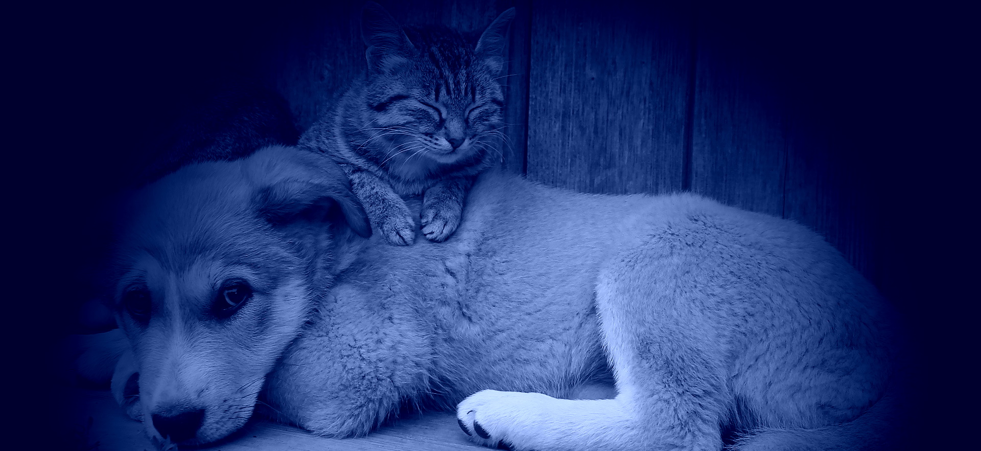 Second Acts Animal Rescue